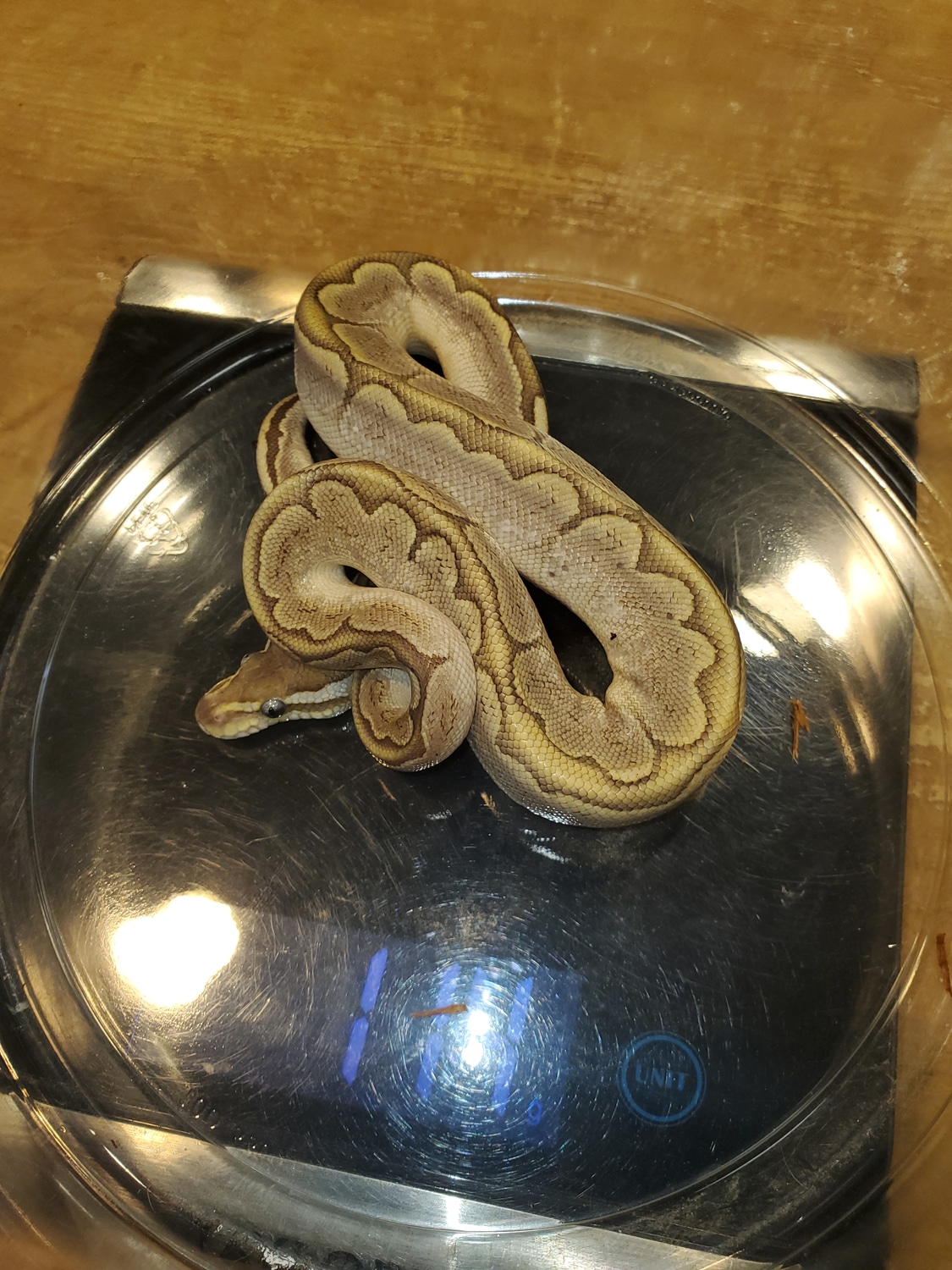 Black Pastel Bamboo 100% Het Toffee Ball Python by ForTheBalls ...