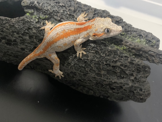 Red Stripe Gargoyle Female Gargoyle Gecko by For The Love Of Reptiles