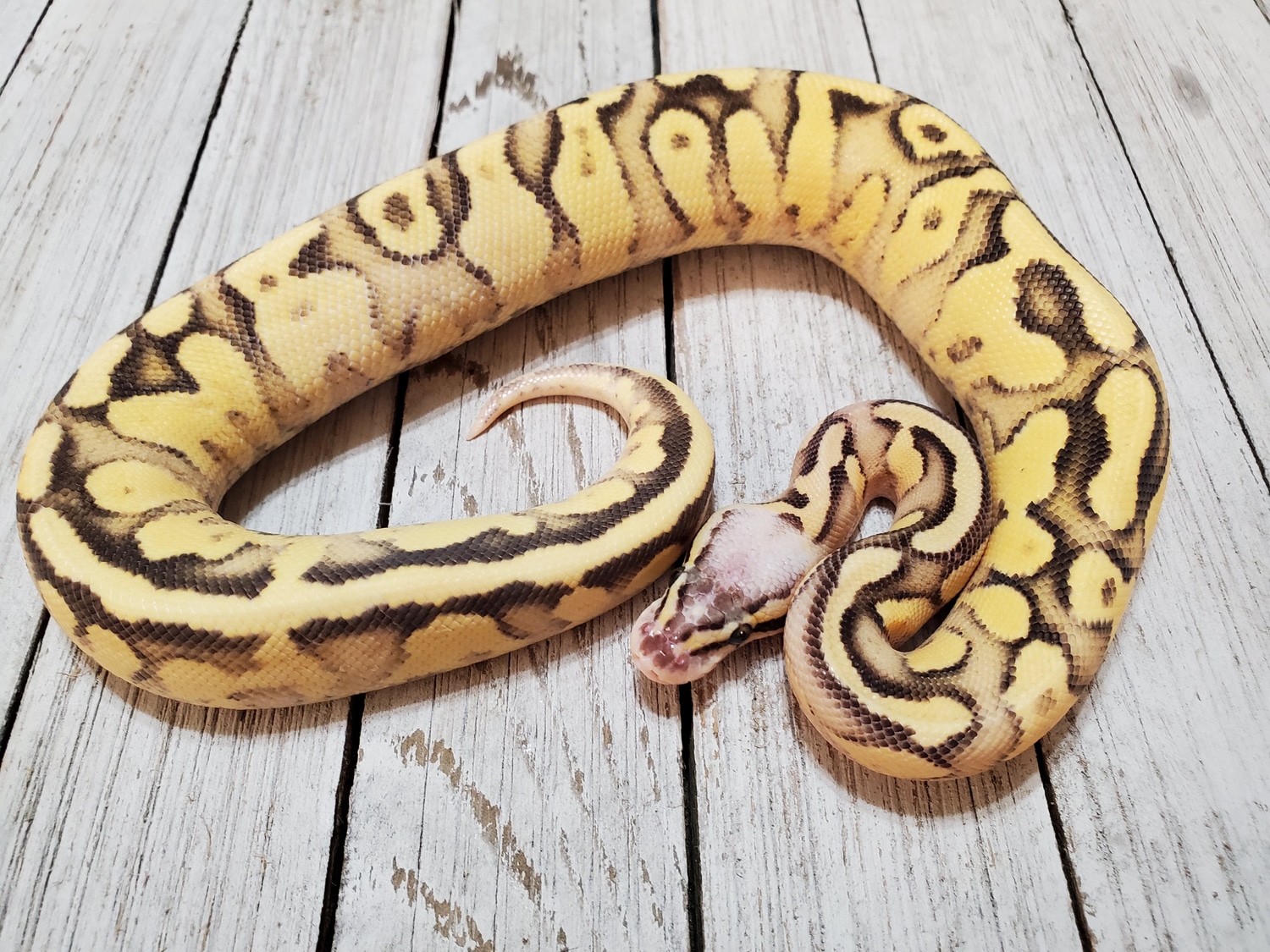 Super Pastel Orange Dream Fire/Vanilla YB Ball Python by Balls N Claws ...