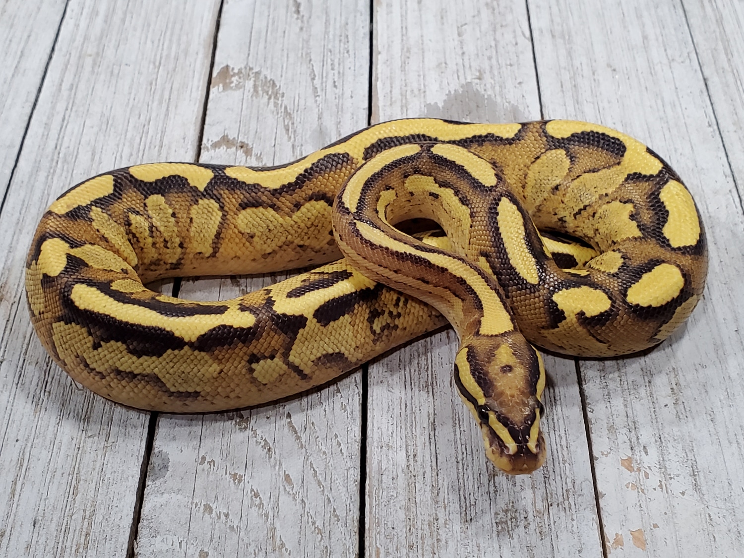 Super Disco Yb Ball Python by Balls N Claws - MorphMarket