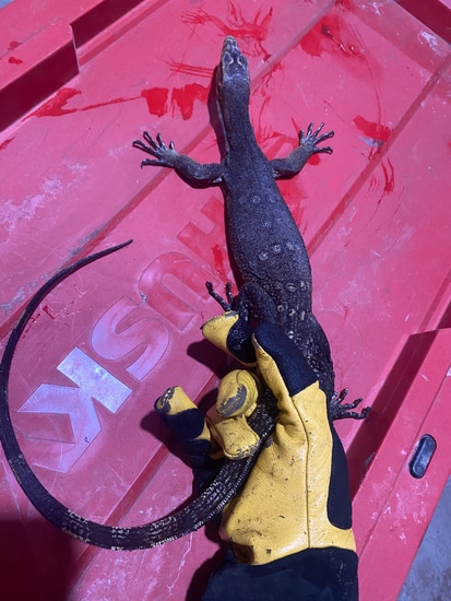 1.1 Obi Island Zeigleri Water Monitor by Fox Reptiles