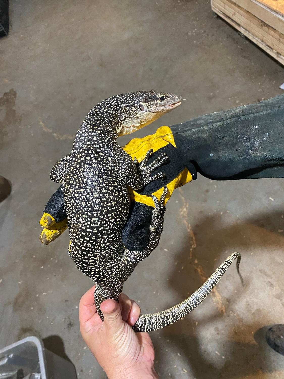 Long Term Captive Male Indicus Mangrove Monitor by Fox Reptiles ...