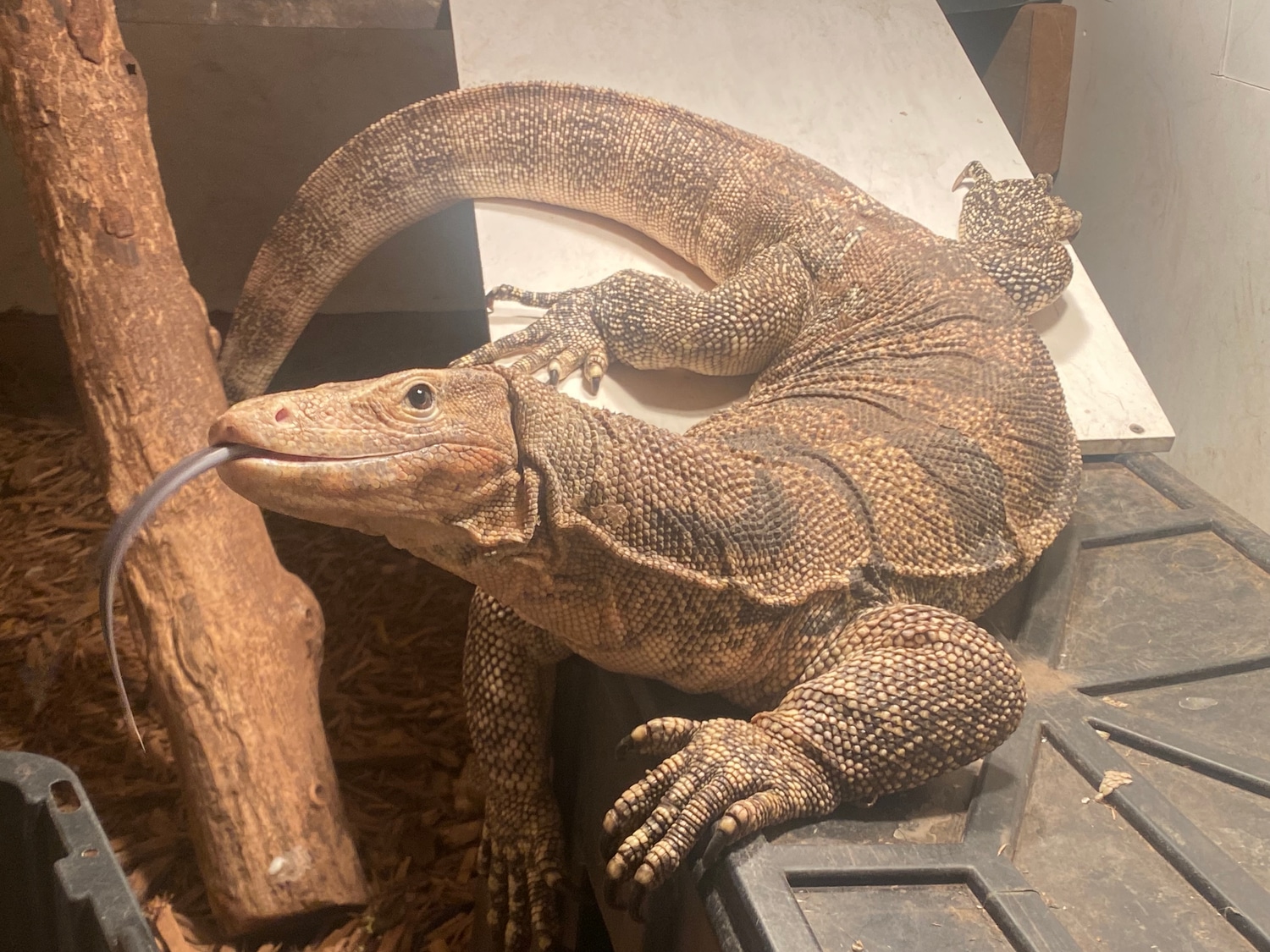 Dumbledore Water Monitor by Fox Reptiles - MorphMarket