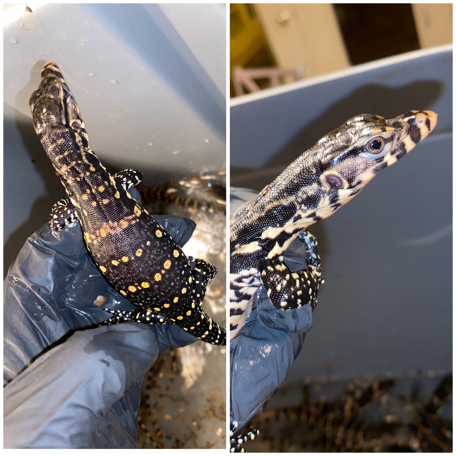 Javan Bivitattus Het Sulphur Water Monitor by Fox Reptiles - MorphMarket