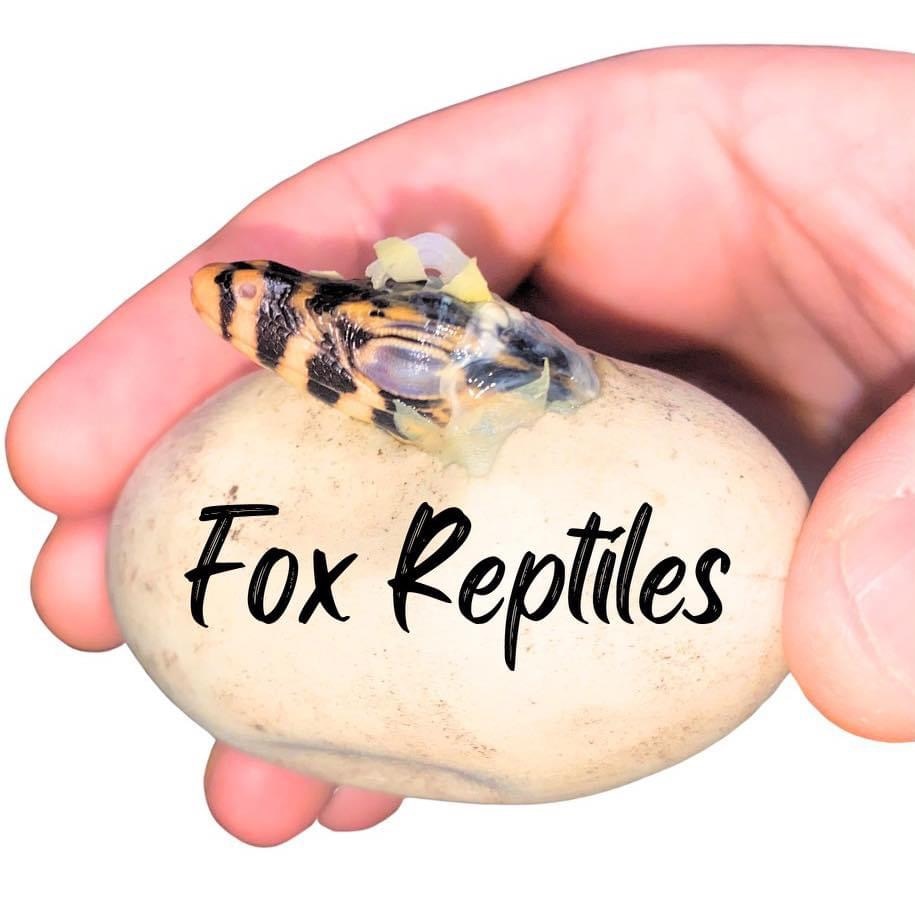 Water Monitor Clutch: breeding-23-XD8P by Fox Reptiles - MorphMarket