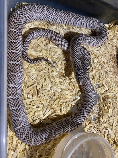 Pair Of Florida Kingsnakes Male Axanthic Het Peanut Butter And Female ...