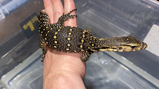 100% Het Albino Bivitattus Water Monitor by Fox Reptiles