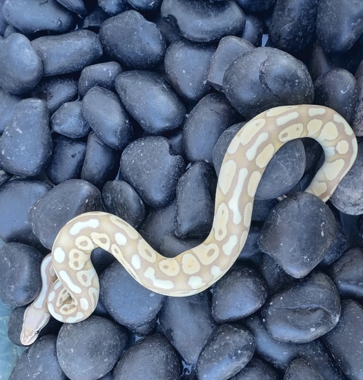 Pastel Banana Lesser Ball Python by Foxi's Exotics