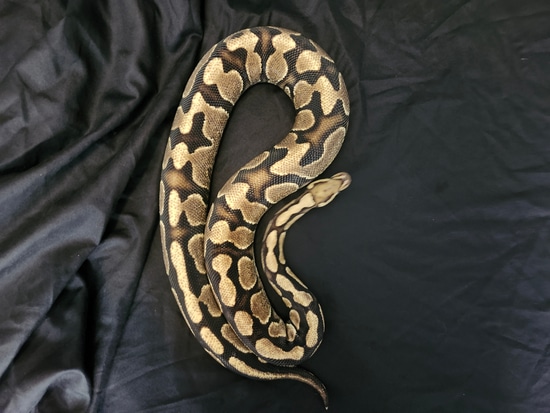 Vanilla Yellow Belly Ball Python by Foxi's Exotics