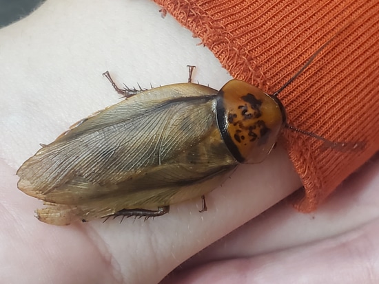 Orange Head Roach 20ct Cockroach by Shadow House Exotics