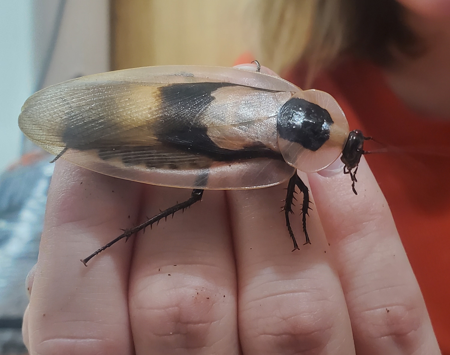 Dusky Cave Roach 12ct Cockroach by Shadow House Exotics - MorphMarket