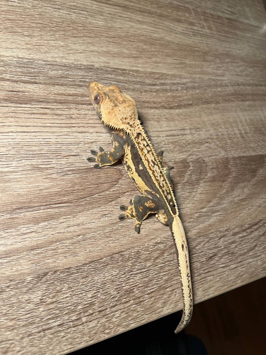 Tri-Color Pinstripe Whiteout White Tip Crested Gecko by Cesco_Crested ...
