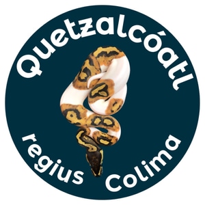 Quetzalcoatl Regius Colima - MorphMarket