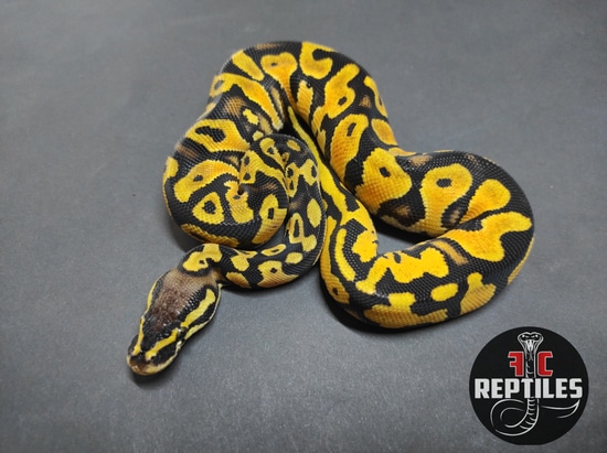 Pastel Orange Dream Yellow Belly Ball Python by FC Reptiles
