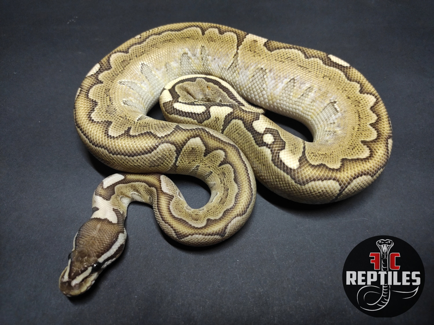 Bamboo Enchi Ball Python by FC Reptiles - MorphMarket