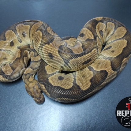 Phantom Ball Python by FC Reptiles - MorphMarket