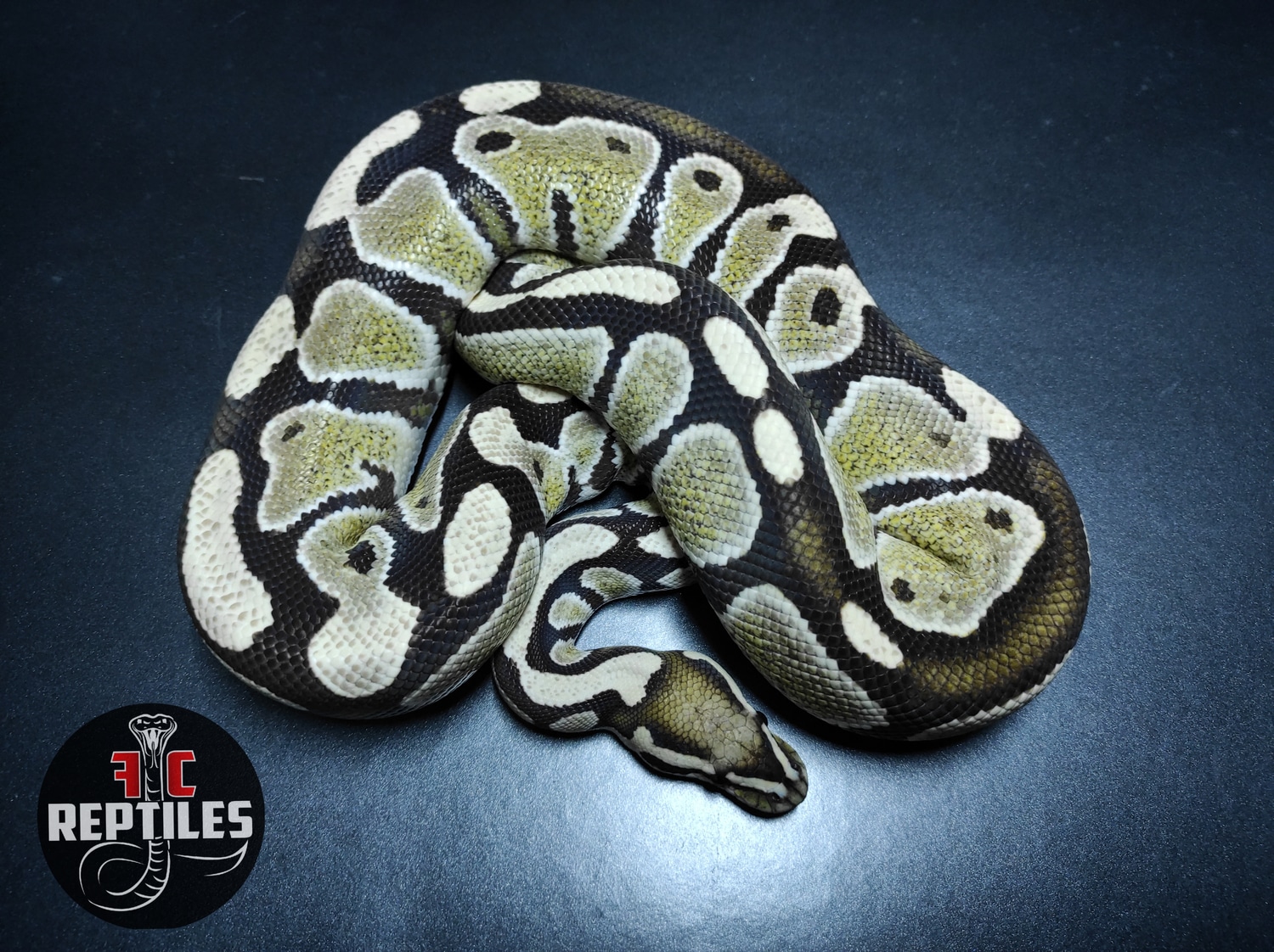 Desert Ghost Ball Python by FC Reptiles - MorphMarket
