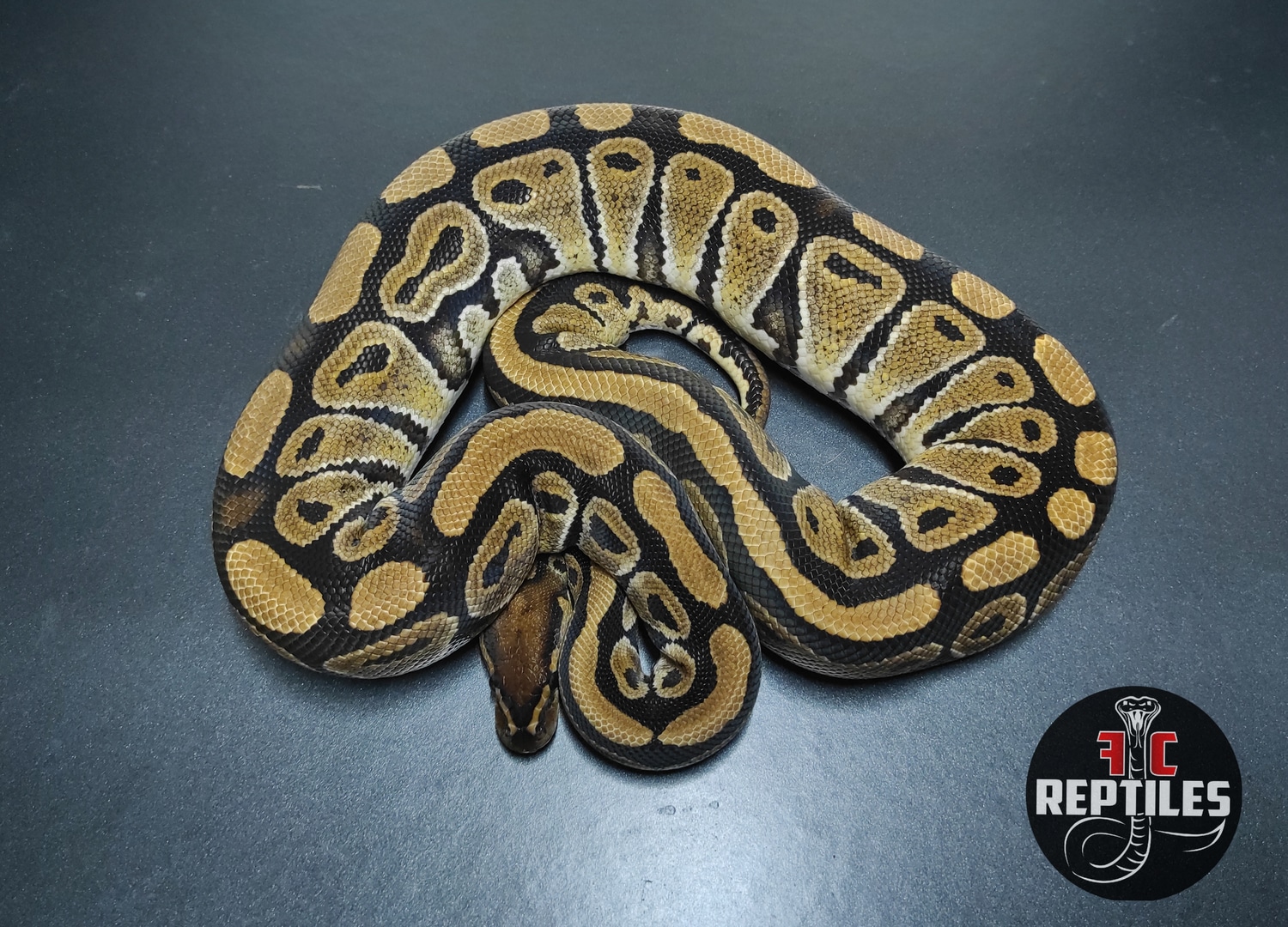 Phantom Ball Python by FC Reptiles - MorphMarket