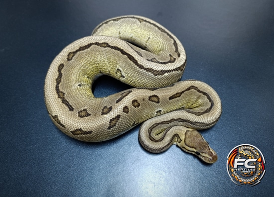 Fire Pinstripe Dbl Het Desert Ghost Axanthic Ball Python by FC Reptiles