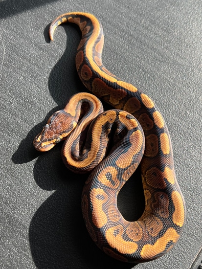 Red Stripe Ball Python by Rossi Reptiles