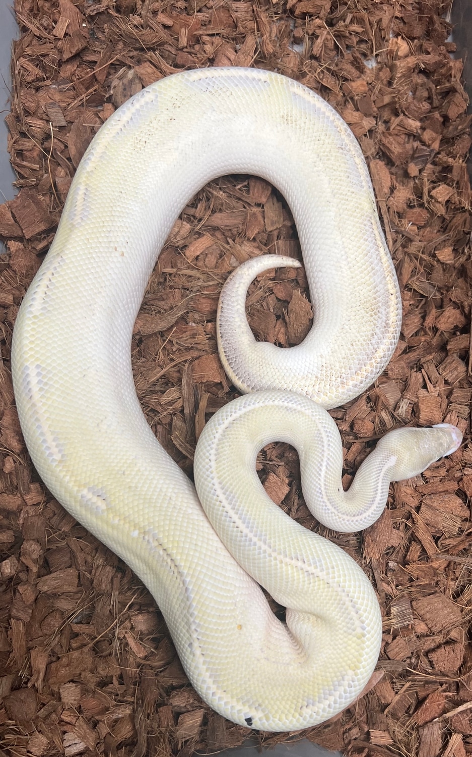 Black Pastel Highway Ball Python by Rossi Reptiles - MorphMarket