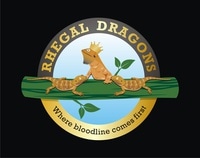 Rhegal Dragons - MorphMarket