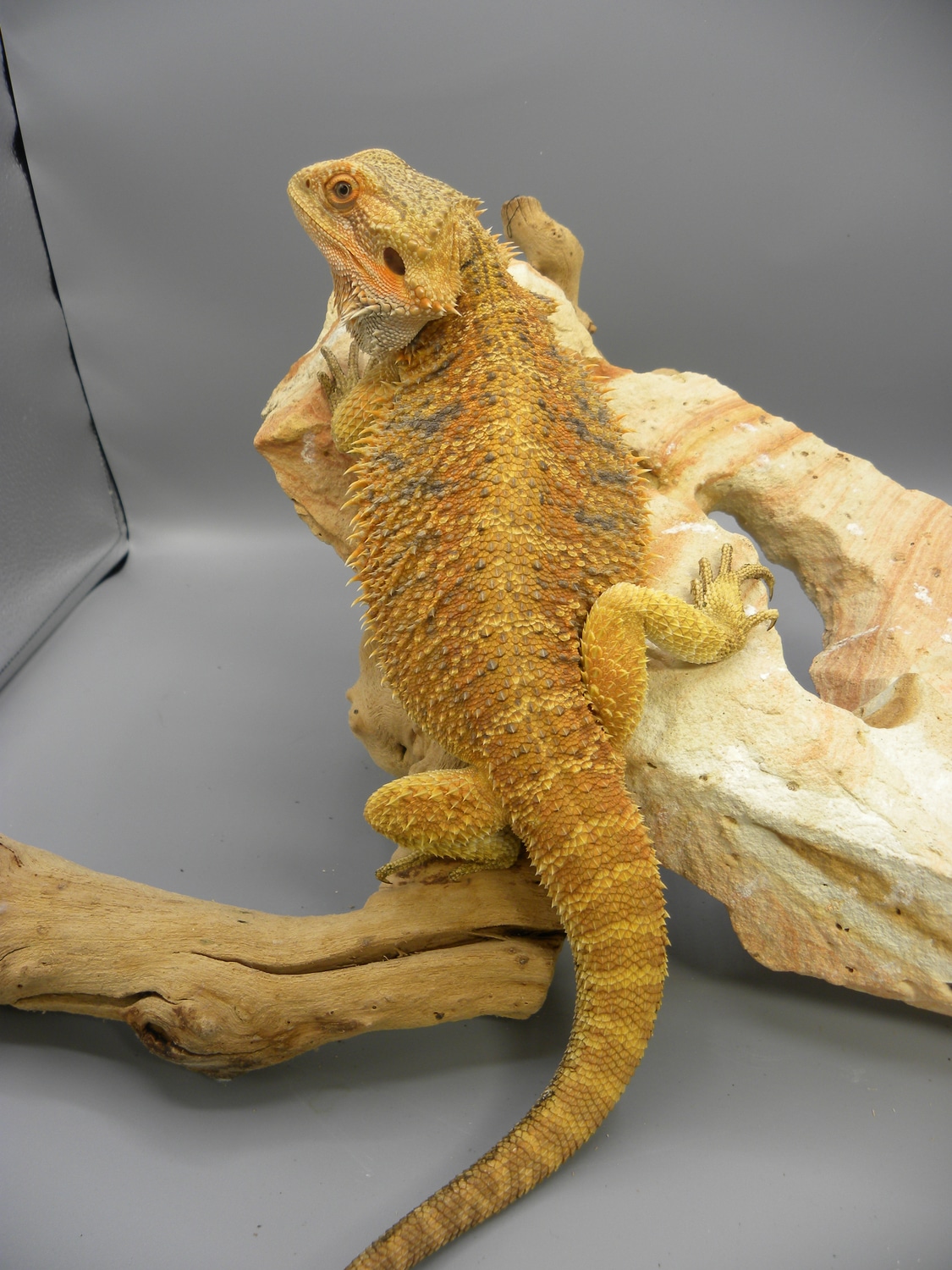 Normal Female Central Bearded Dragon by Rhegal Dragons - MorphMarket