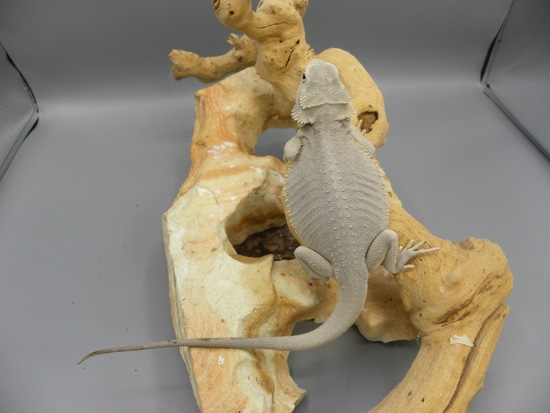 Hypo Leatherback Zero Het Translucent Central Bearded Dragon by Rhegal ...