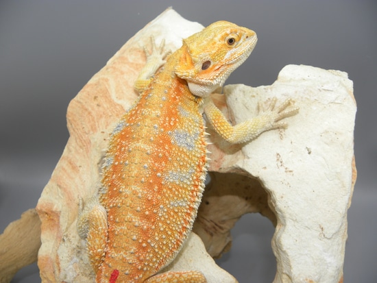 Hypo Tiger 100%translucent /zero Central Bearded Dragon by Rhegal Dragons