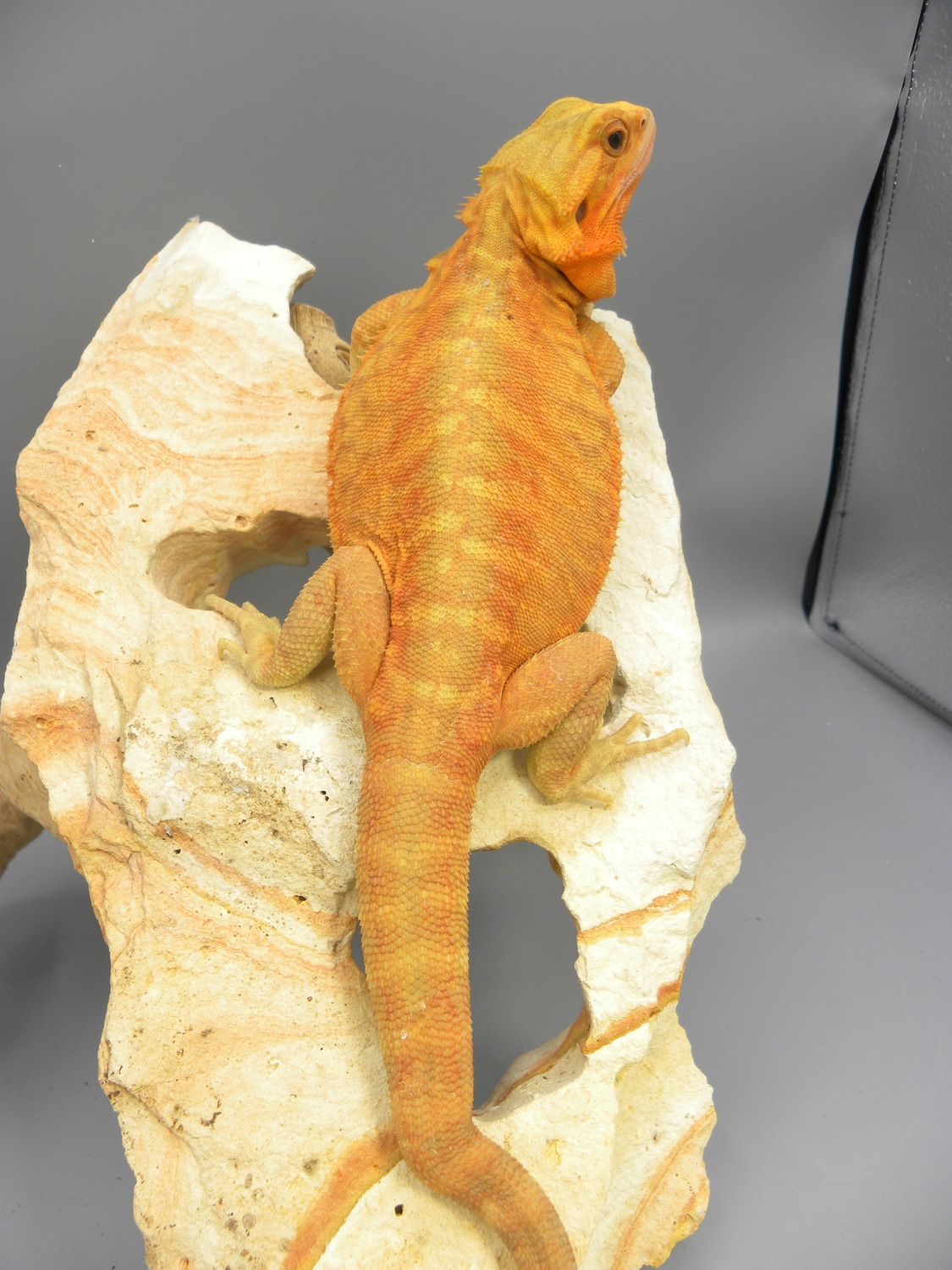 Red Hypo Translucent Central Bearded Dragon by Rhegal Dragons - MorphMarket