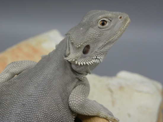 Hypo Translucent Leatherback Zero Central Bearded Dragon by Rhegal Dragons