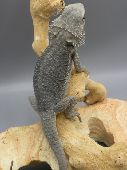Hypo Translucent Zero Central Bearded Dragon by Rhegal Dragons