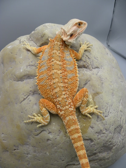 Hypo Tiger Central Bearded Dragon by Rhegal Dragons