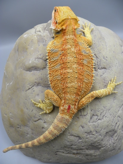 Hypo Tiger Central Bearded Dragon by Rhegal Dragons