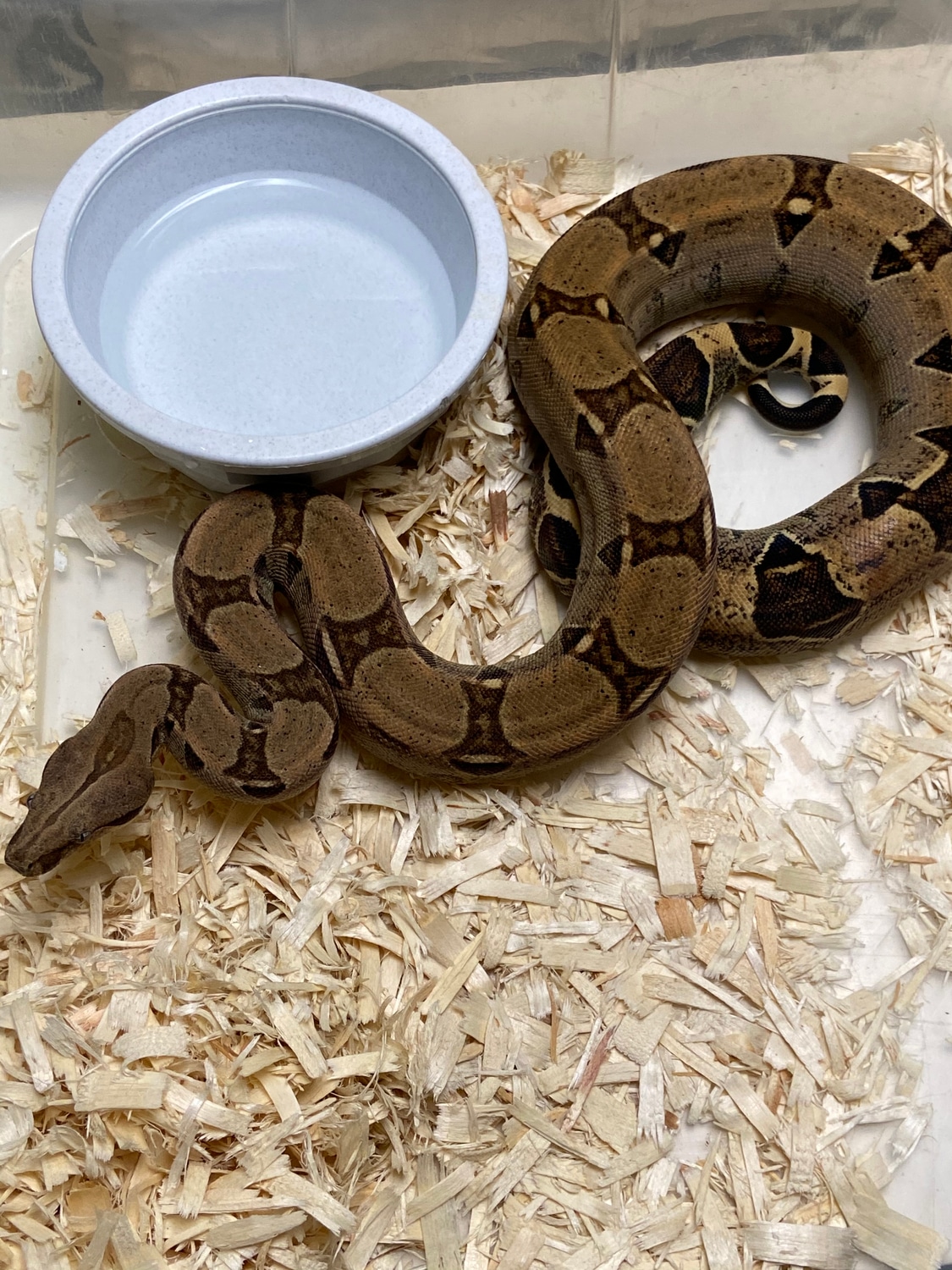 2017 Jungle 66% Het VPI T-positive Snow!!! Boa Constrictor by Frank Martin Reptiles - MorphMarket