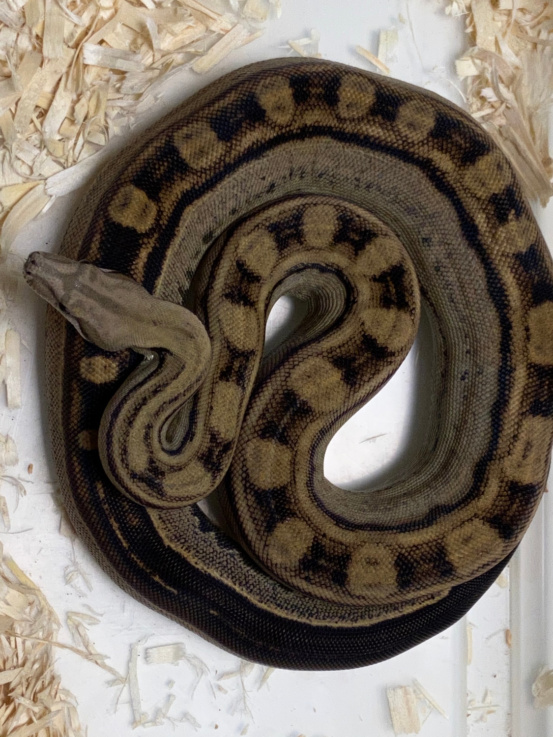 2017 Aztec Motley Poss Jungle 100% Het Anery 50% Het Kahl Albino Boa ...