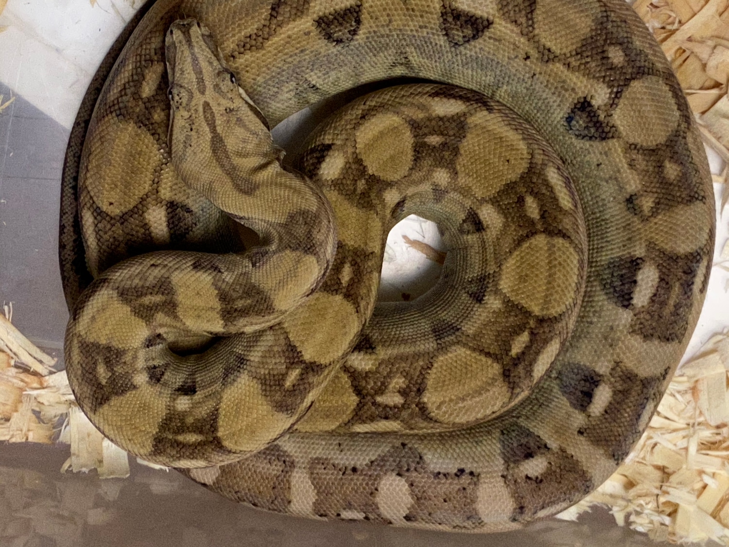 Ghost Aztec Motley Jungle 50% Het Albino Boa Constrictor by Frank ...