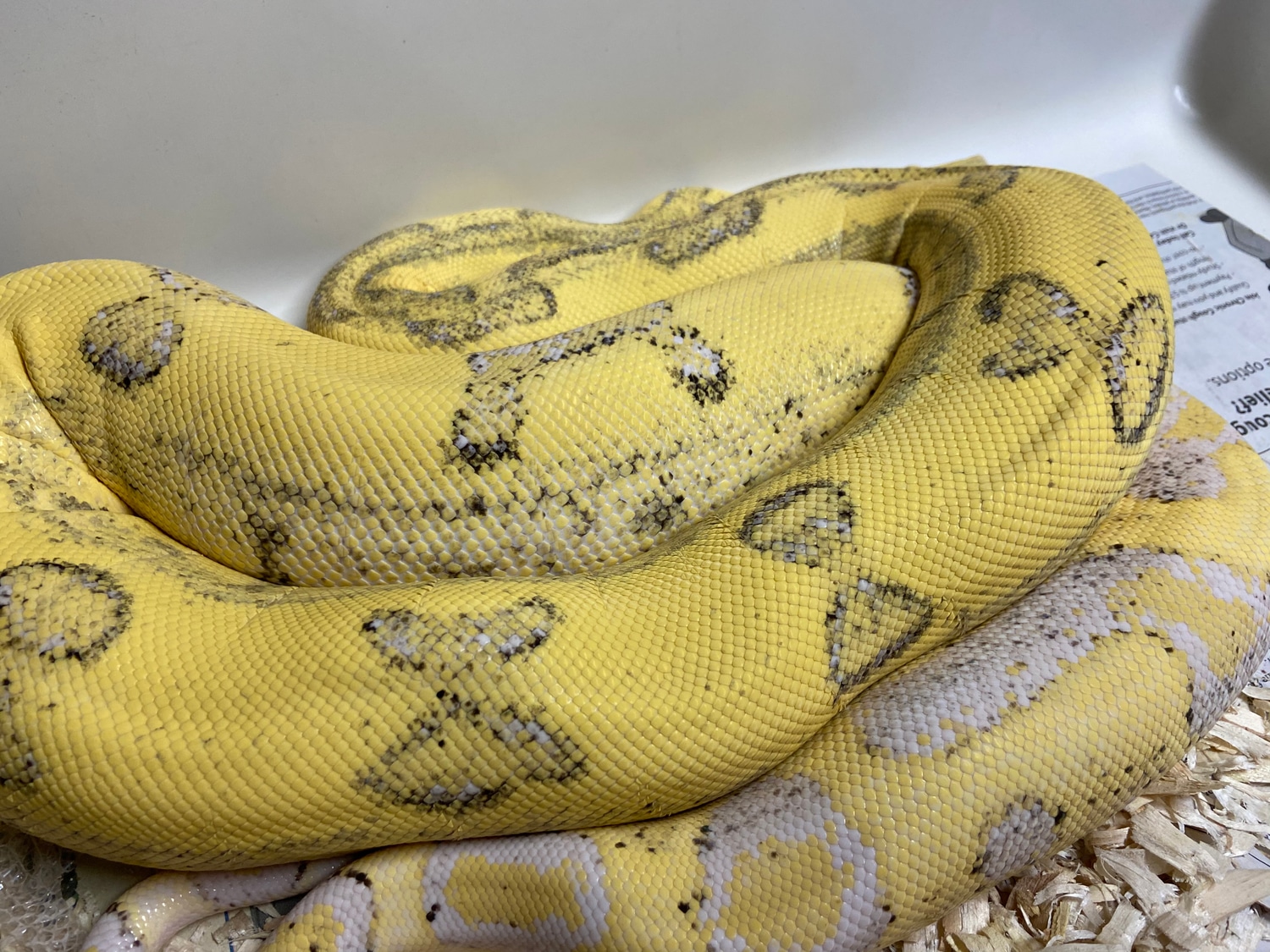 Last Available White Walker!!! Boa Constrictor by Frank Martin Reptiles ...