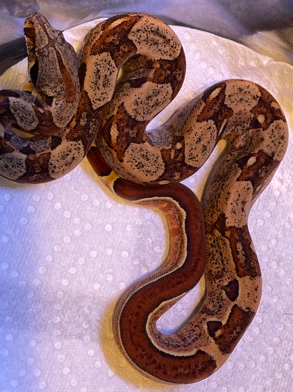 Hypo IMG Het Purple Sharp Boa Constrictor by Frank Martin Reptiles