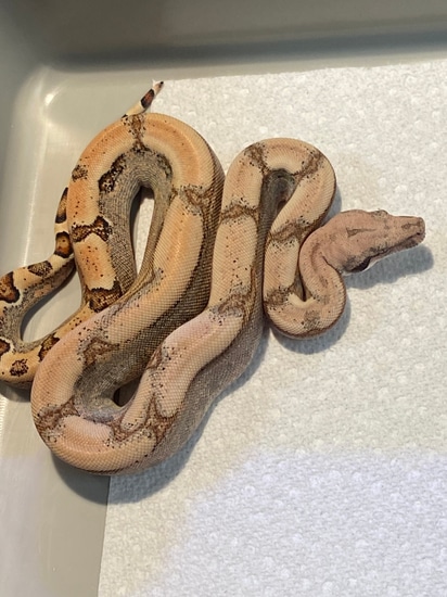 Orangasm Jaguar Jungle Fire Boa Constrictor by Frank Martin Reptiles