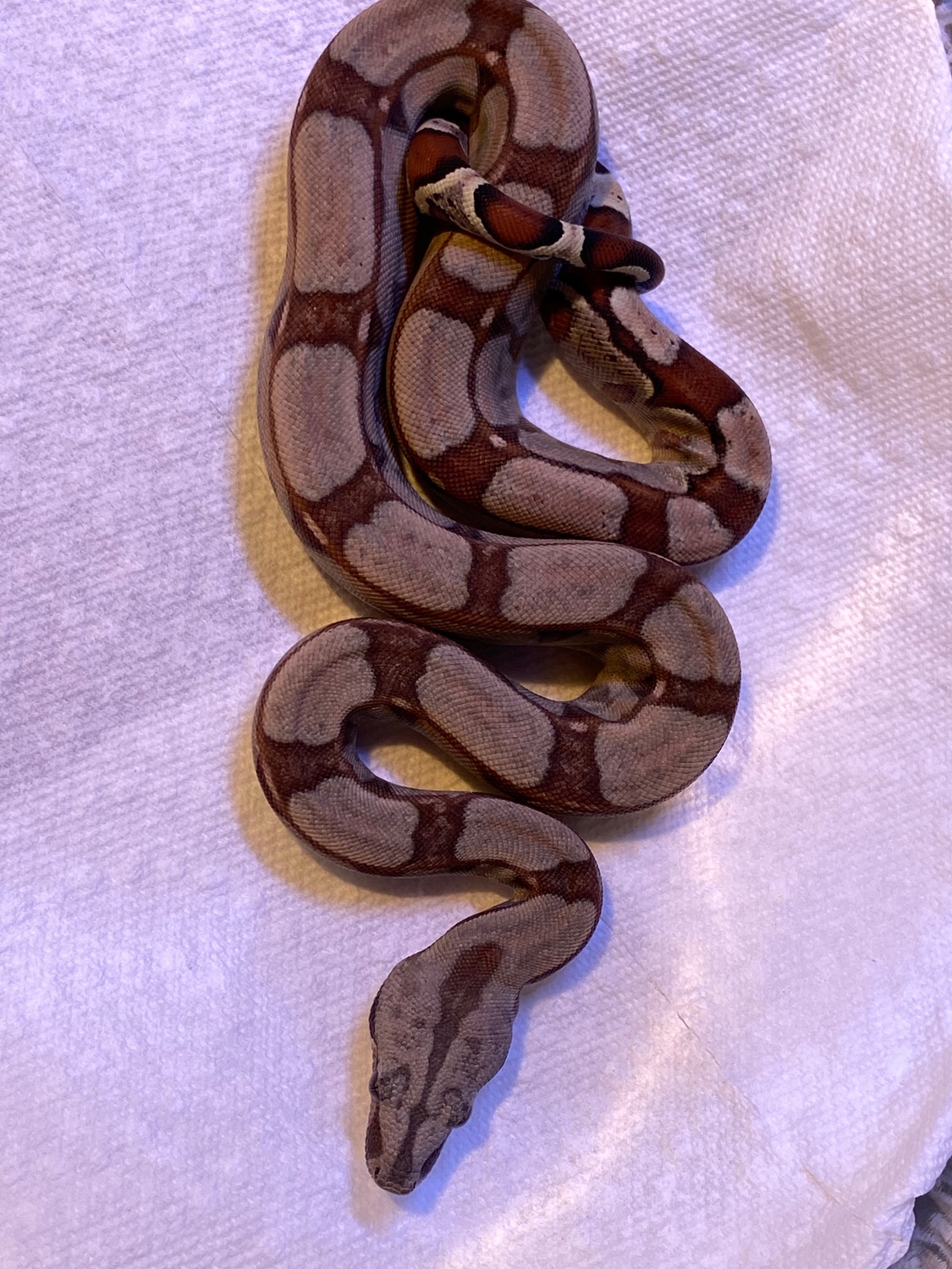 Beautiful Key West Girl 66% Het Vpi T+snow Boa Constrictor by Frank Martin Reptiles - MorphMarket