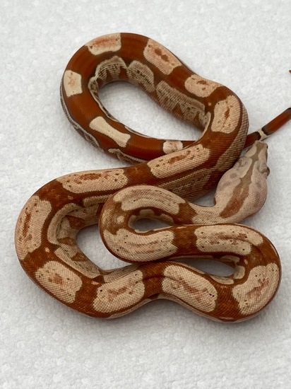 Orangasm Key West Vpi 66% Het Snow Boa Constrictor by Frank Martin Reptiles