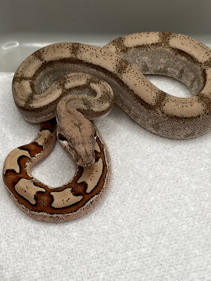Jaguar Fire Boa Constrictor by Frank Martin Reptiles