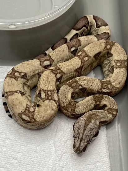 Ghost Boa Constrictor by Frank Martin Reptiles