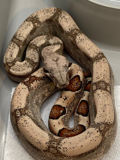 Faguire! Fire Jaguar Boa Constrictor by Frank Martin Reptiles