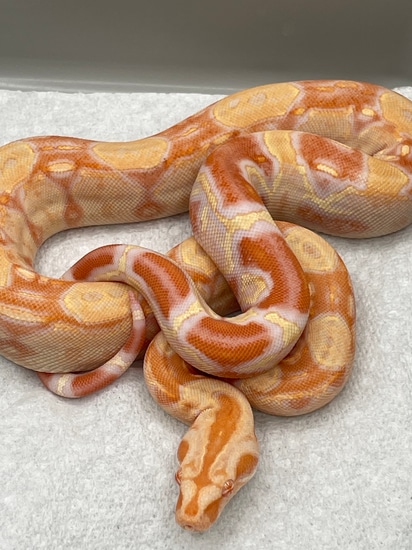 Purple Sharp Strain IMG Boa Constrictor by Frank Martin Reptiles