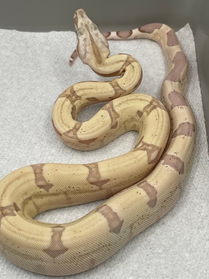 Beautiful White Walker Girl Boa Constrictor by Frank Martin Reptiles