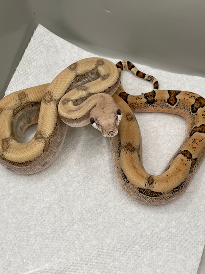 Jaguar Jungle Fire Boa Constrictor by Frank Martin Reptiles
