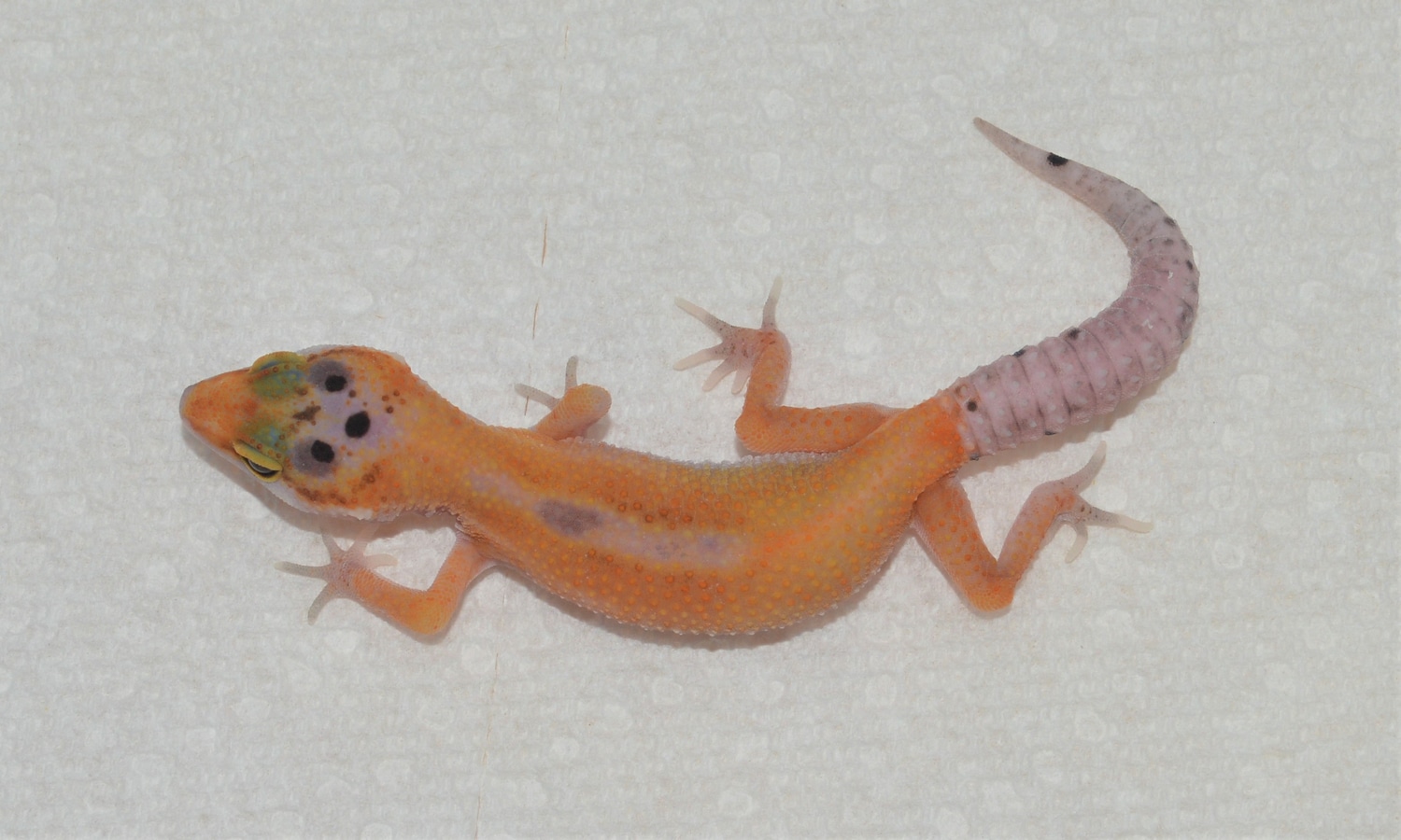 Tangerine Enigma, Unsexed Leopard Gecko by Living Art by Frank Payne ...