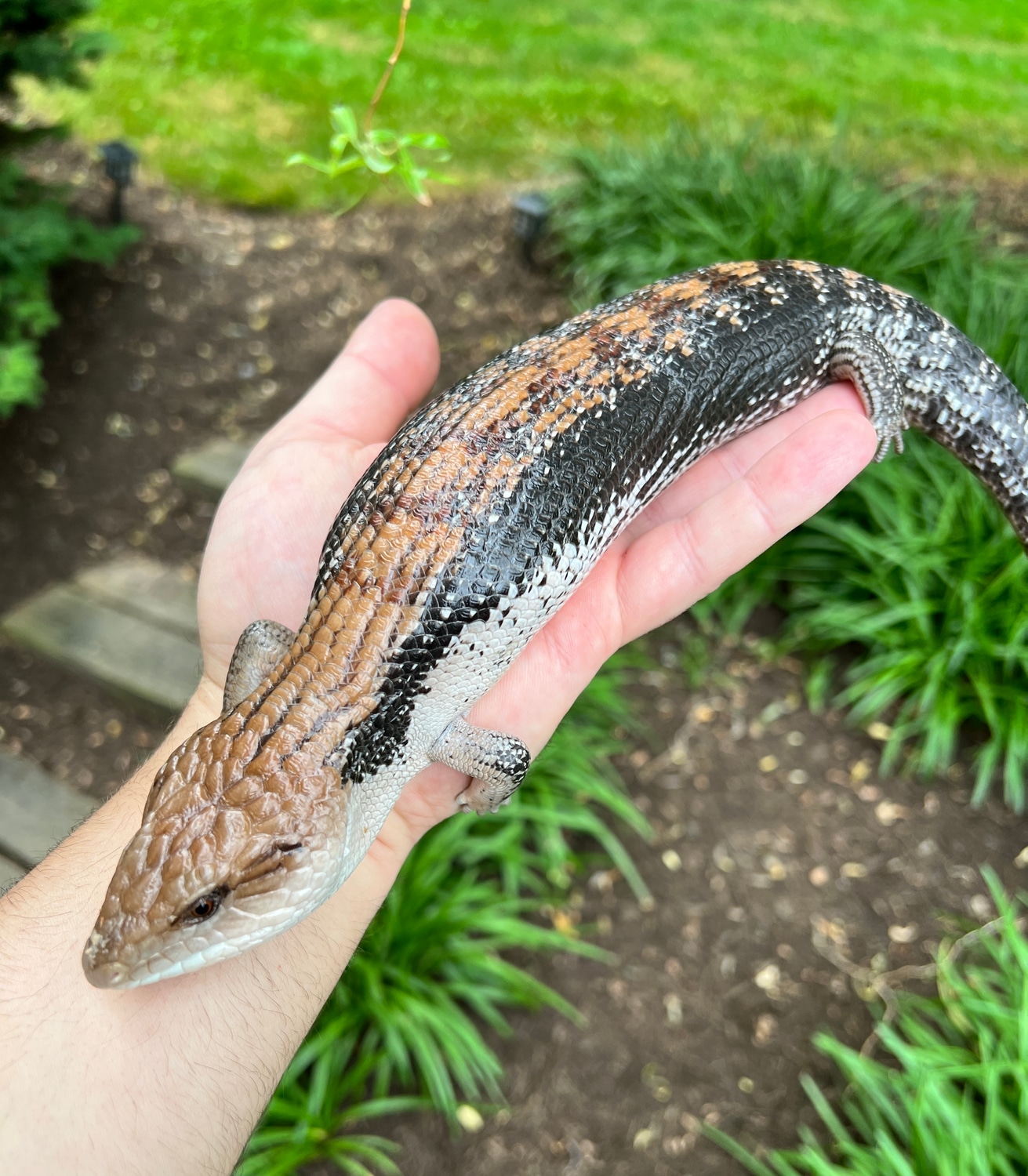 Pitch Black X Orange Northern Blue-Tongued Skink by Living Art by Frank ...